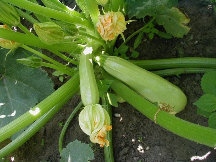 Kabacis Opal F1, 50sēklas, Kabači , Dārzeņu sēklas, Sēklas - Agrimatco ...