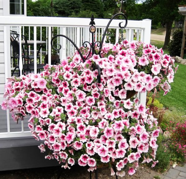 Petūnija opera Raspberry ice 100 gran., Petūnijas , Puķu sēklas, Sēklas ...