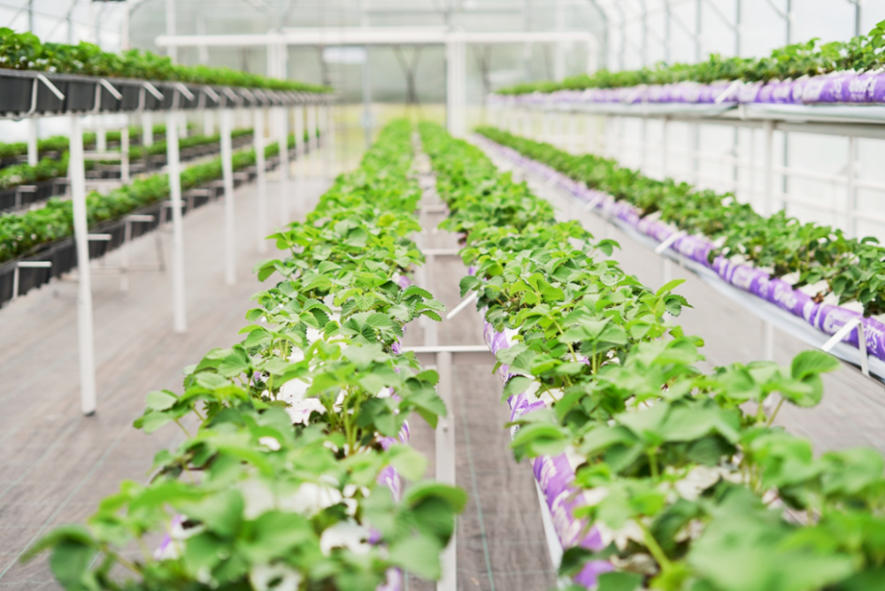 Kūdras maiss augu audzēšanai QTS2 40l, Augsne, kūdra, mulča - Agrimatco ...
