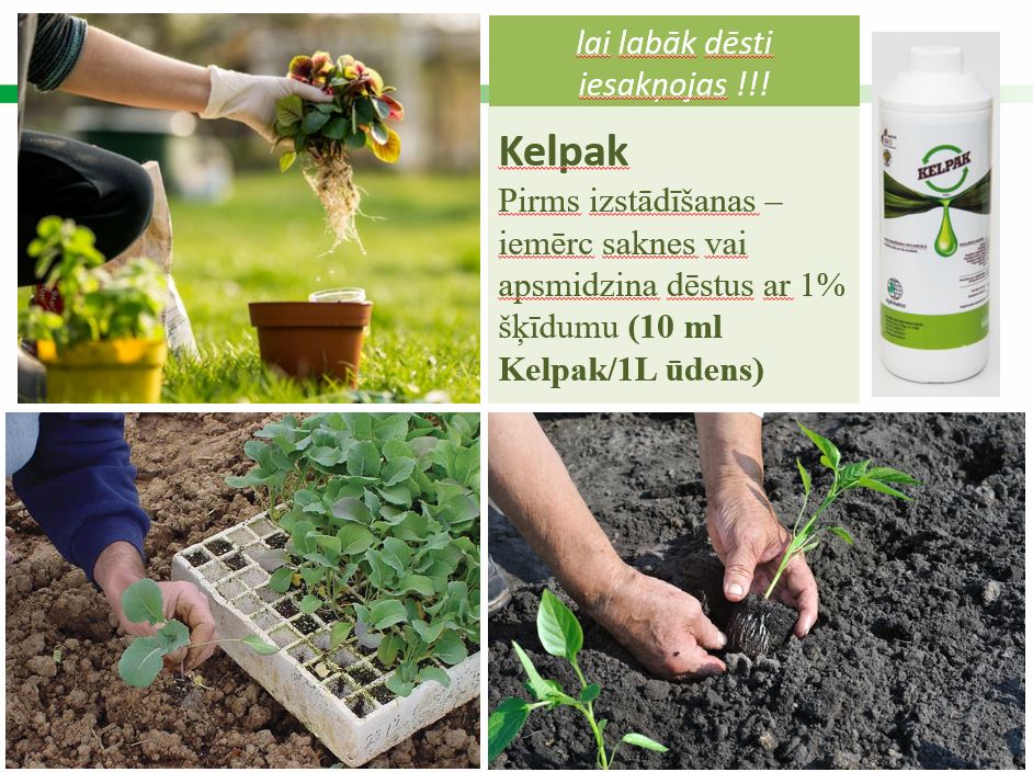 Kelpak 0.5L Reģ.nr. J0.02-0891-12, Augšanas veicināšanai PROF ...
